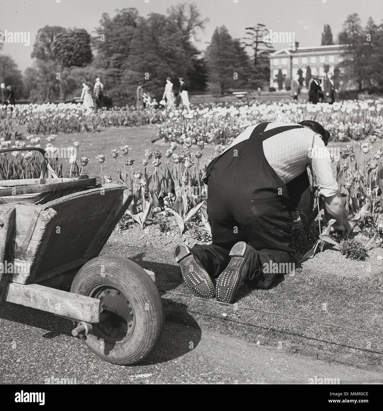 1950s, springtime and a gardener on his knees on the ground working on ...