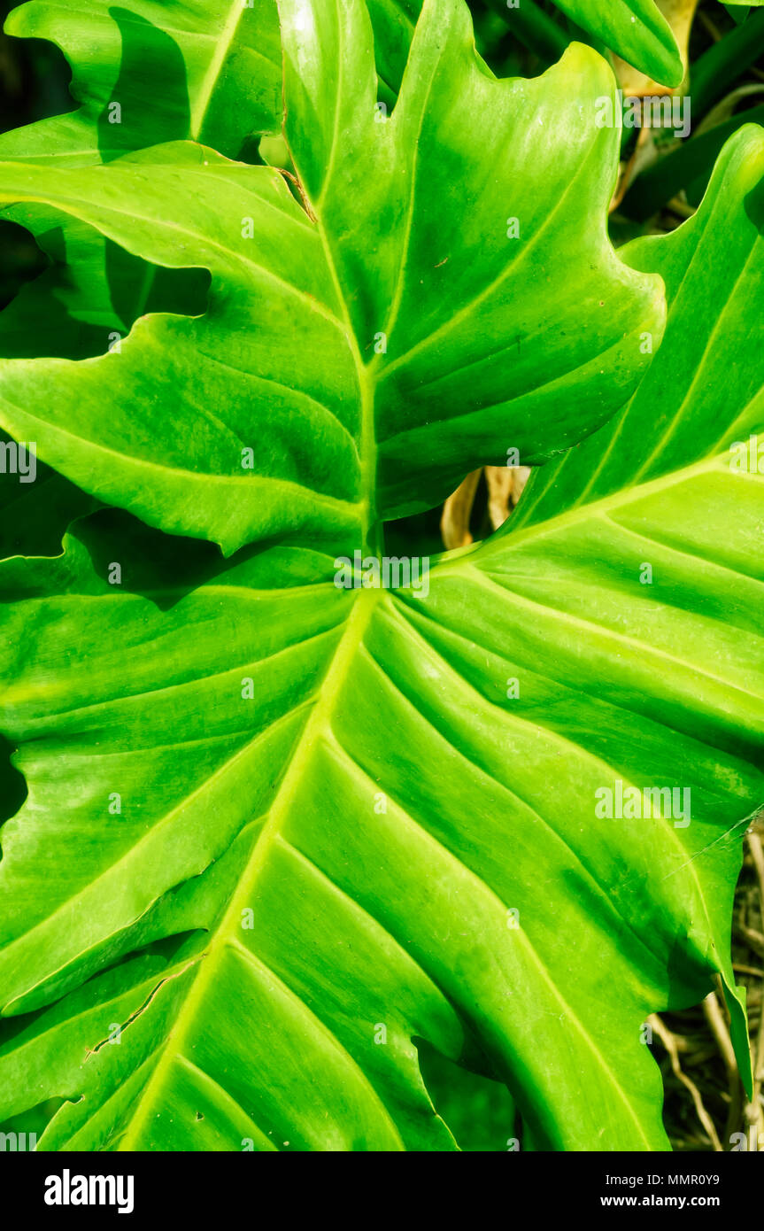 The large leaves of the lacy tree philodendron (Philodendron selloum ...