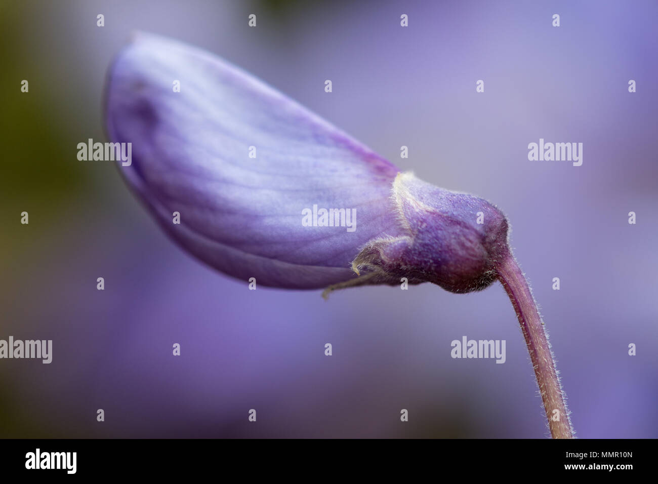Purple Flower Bud from the Wisteria family of flowering shrubs Stock ...