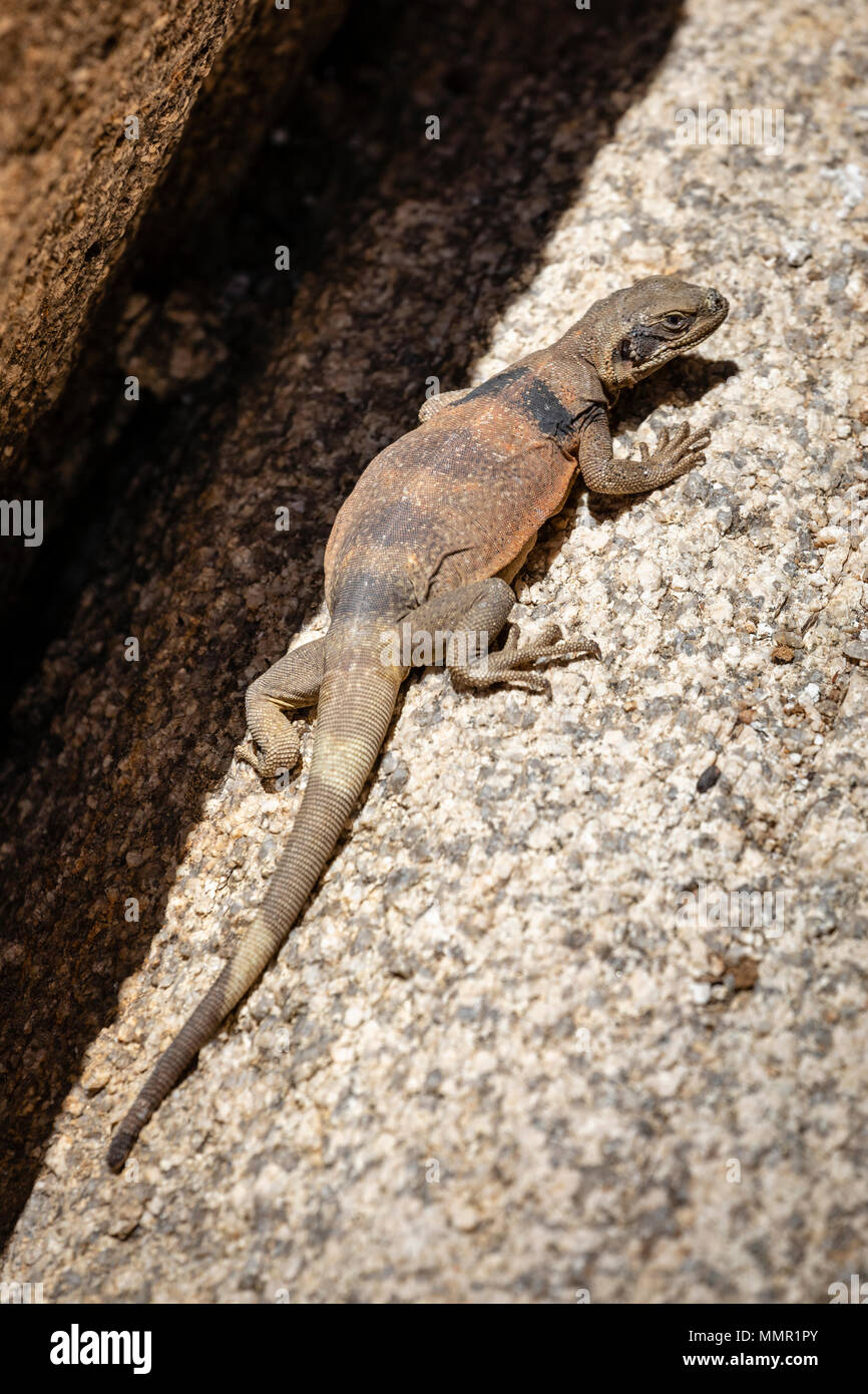 Algama hi-res stock photography and images - Alamy