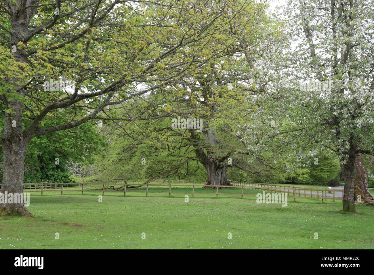 Trees and grey, stormy sky in spring Stock Photo - Alamy