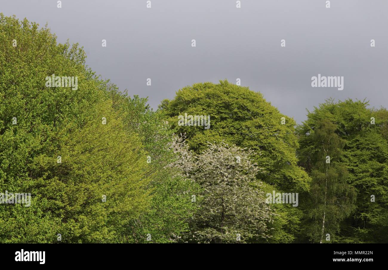 Trees and grey, stormy sky in spring Stock Photo - Alamy