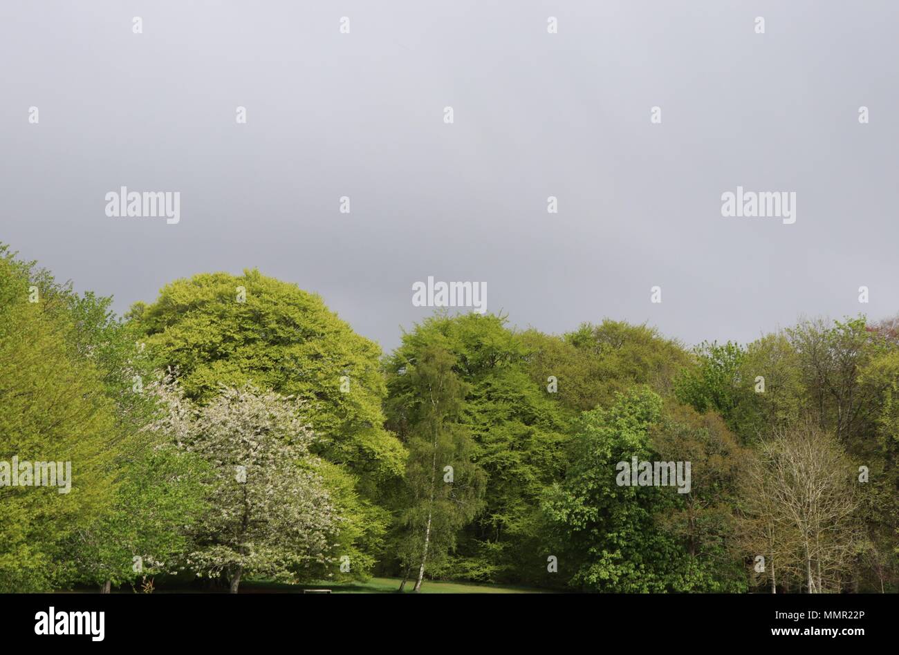 Trees Woods Stormy Sky High Resolution Stock Photography and Images - Alamy