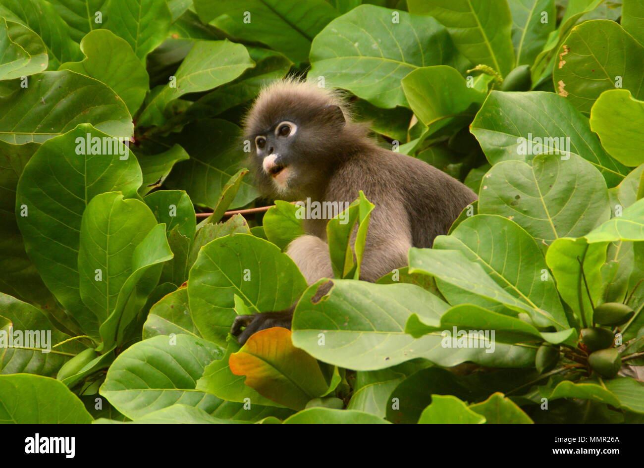 Tropical jungle scene with animals hi-res stock photography and images ...