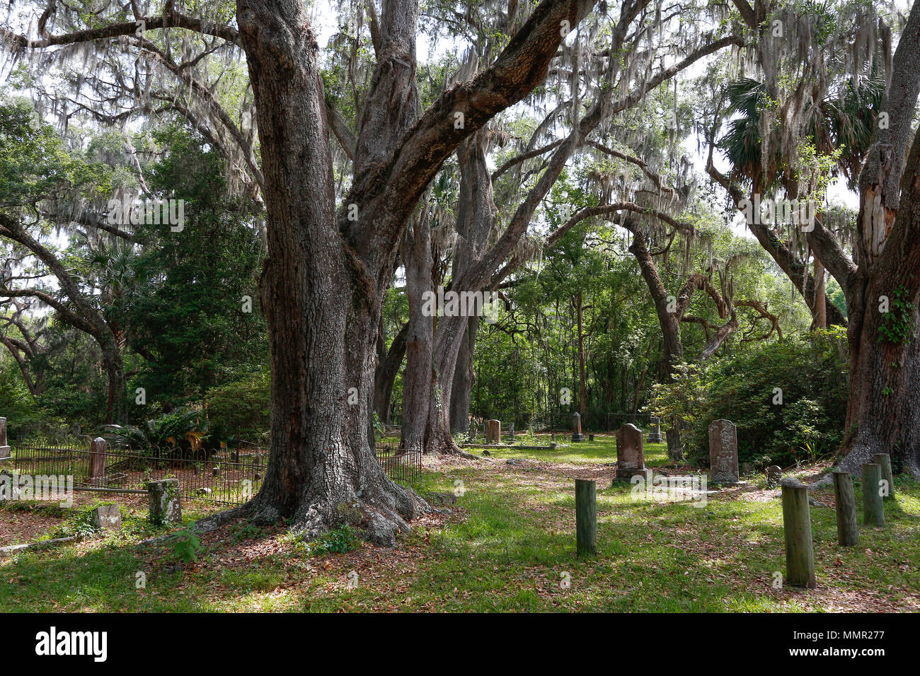 Florida micanopy hi-res stock photography and images - Alamy