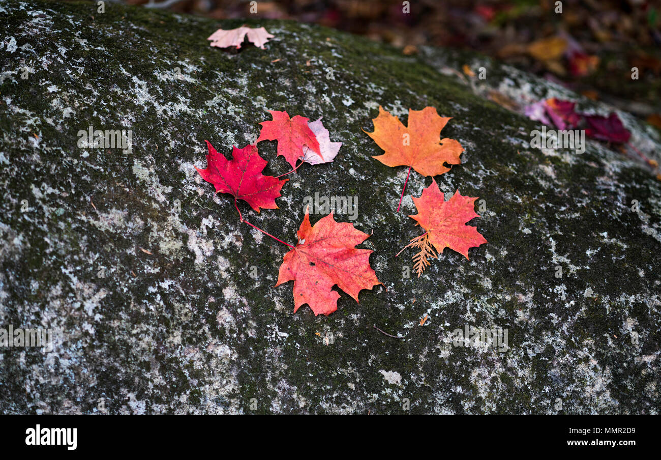 Maple leaves on rock hi-res stock photography and images - Alamy