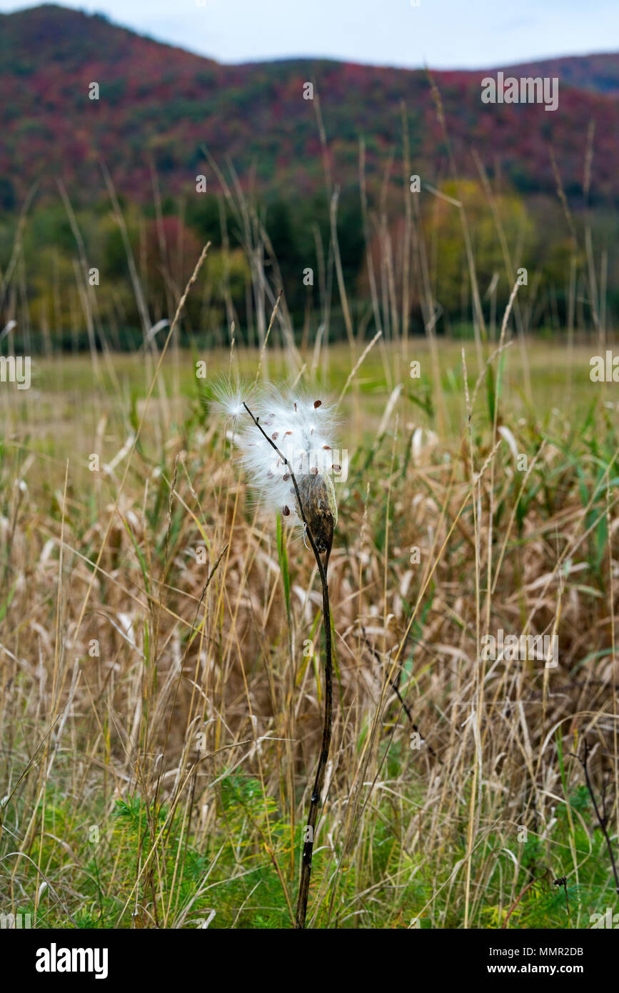 Milkweed pod hi-res stock photography and images - Alamy