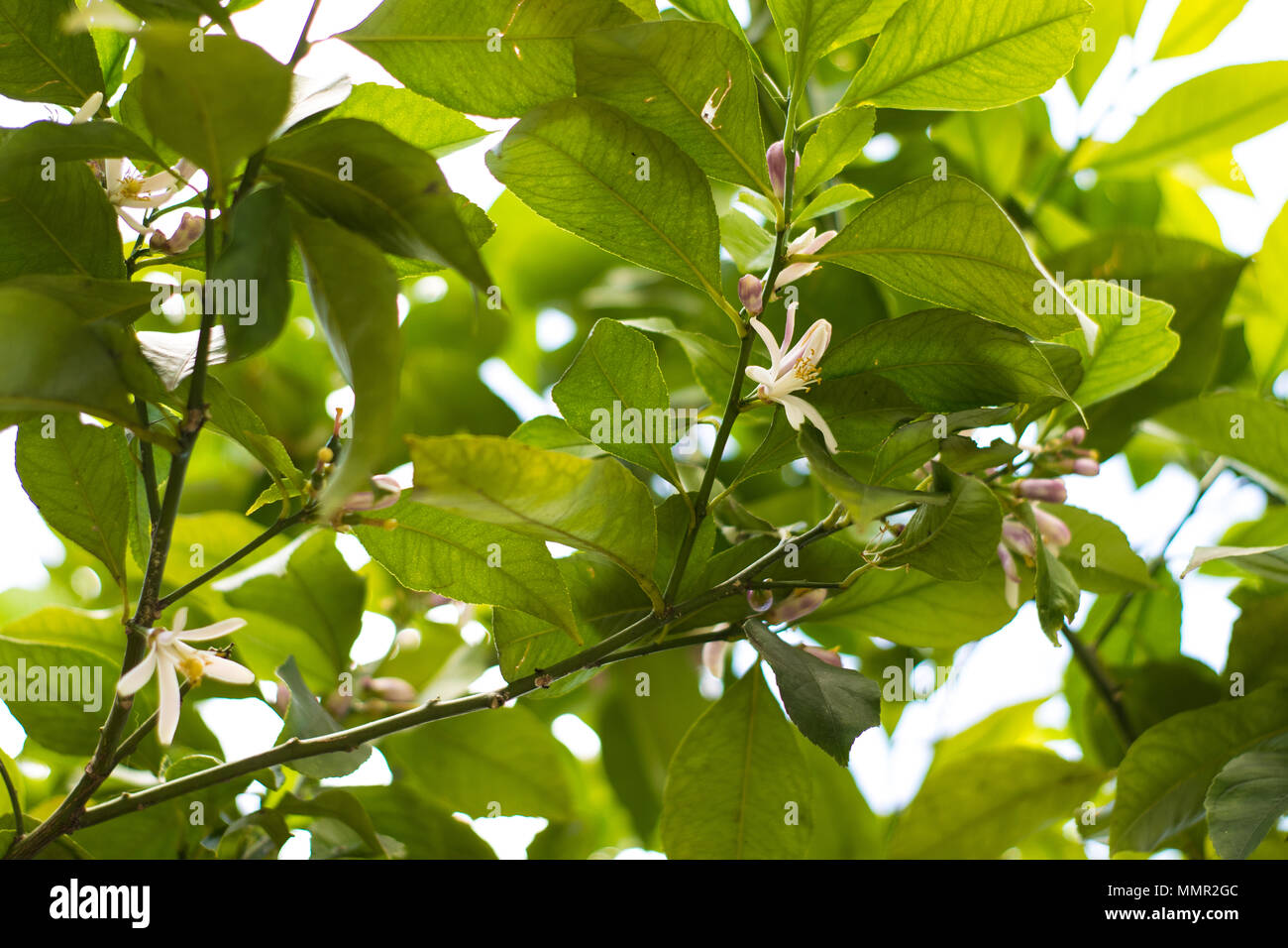 Lemon tree flowers hi-res stock photography and images - Alamy
