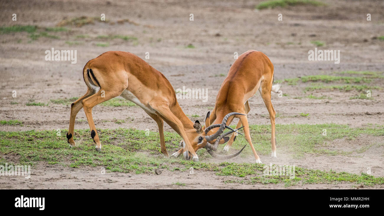 Impala fight hi-res stock photography and images - Alamy
