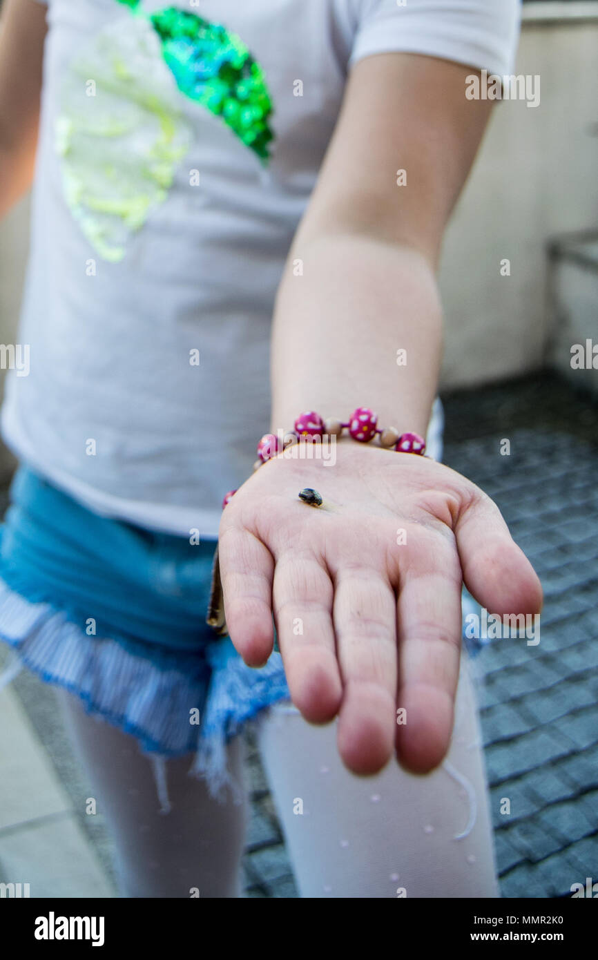 Kids searching for bugs in the garden with the hands amd showing what ...
