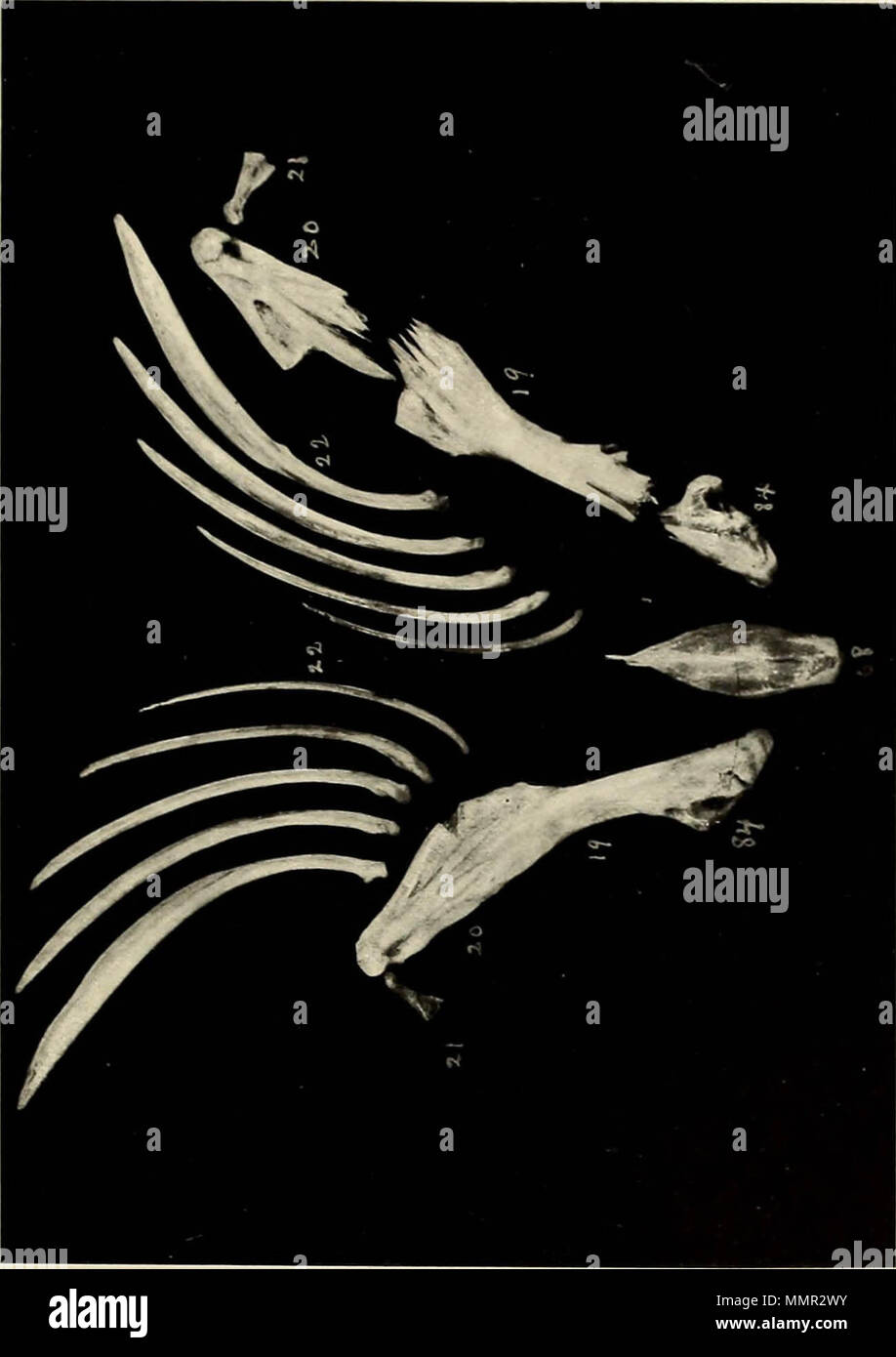 "The Philippine journal of science" (1906 Stock Photo - Alamy