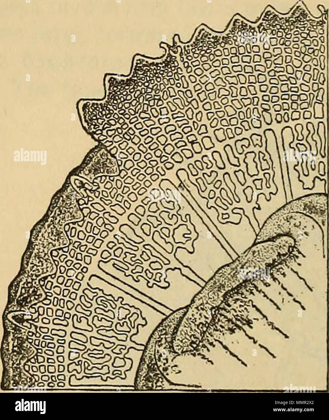 "The Philippine journal of science" (1906 Stock Photo - Alamy