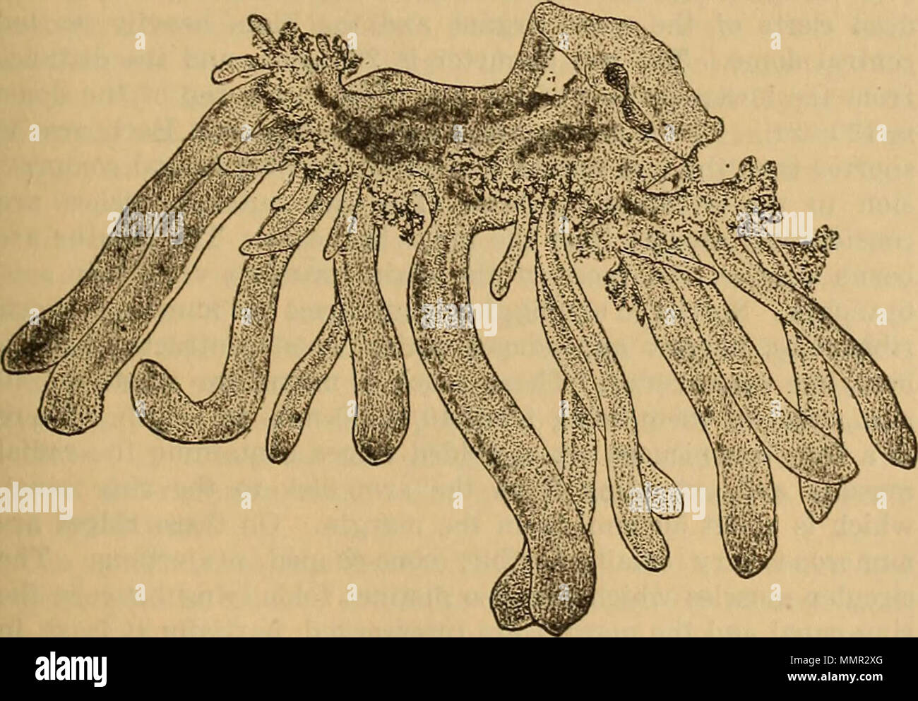 "The Philippine journal of science" (1906 Stock Photo - Alamy
