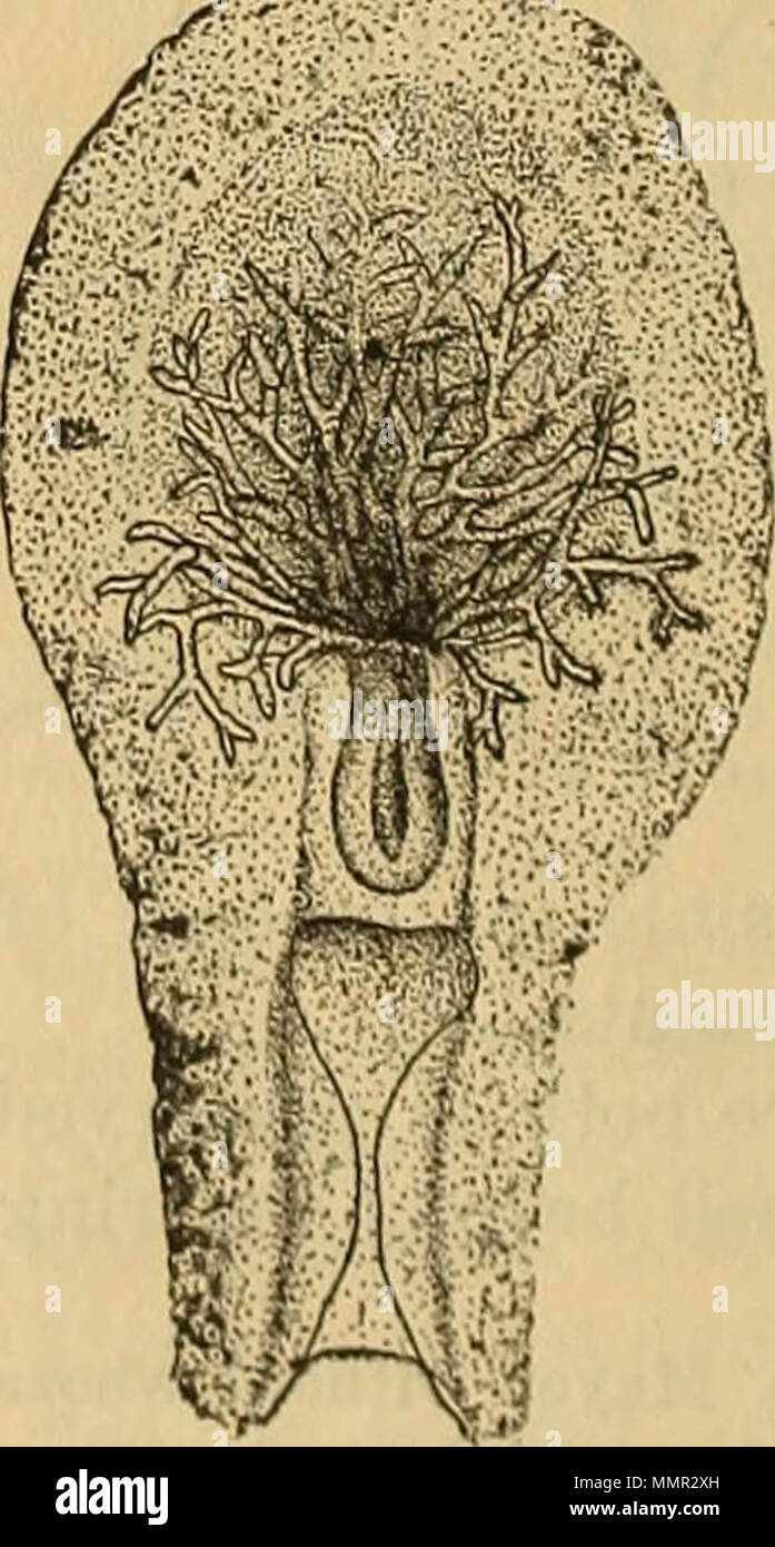 "The Philippine journal of science" (1906 Stock Photo - Alamy