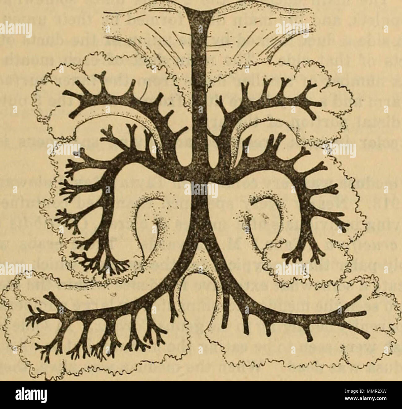 "The Philippine journal of science" (1906 Stock Photo - Alamy