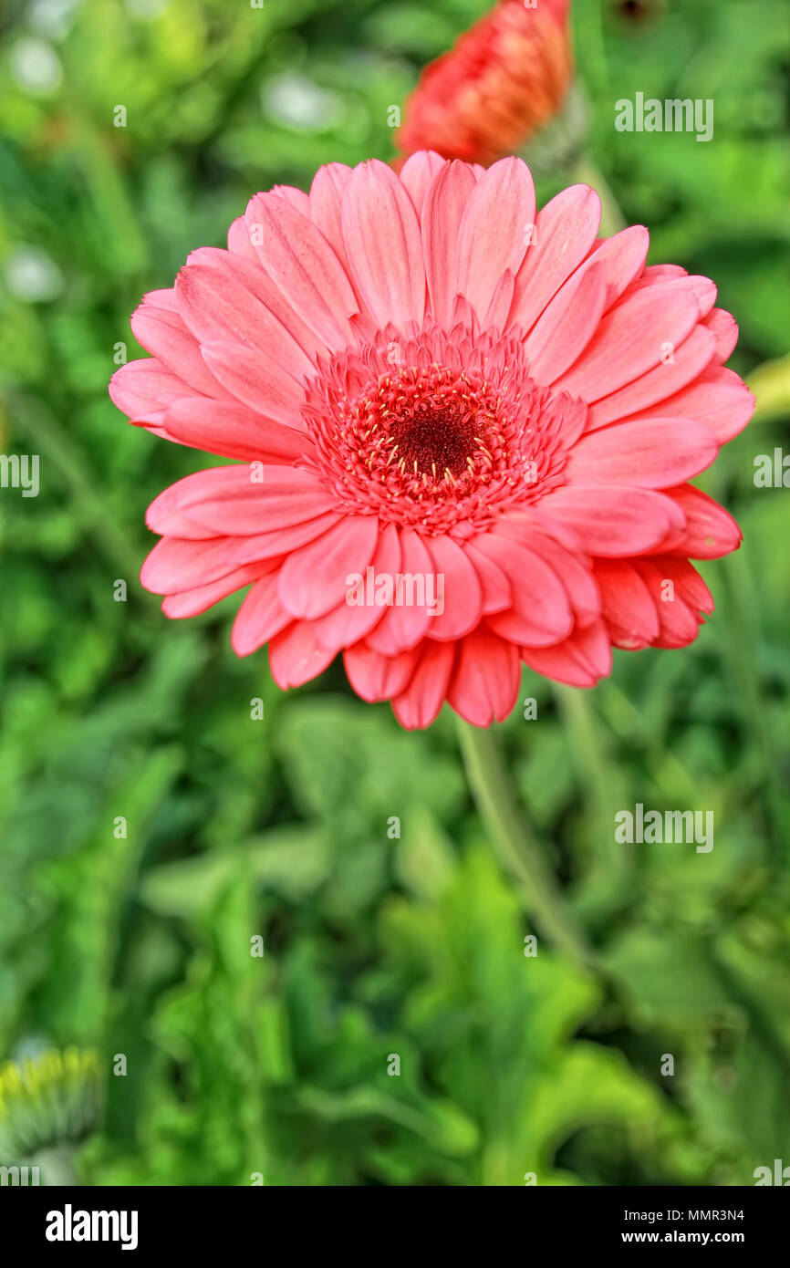 Red Daisy Flower Stock Photo - Alamy