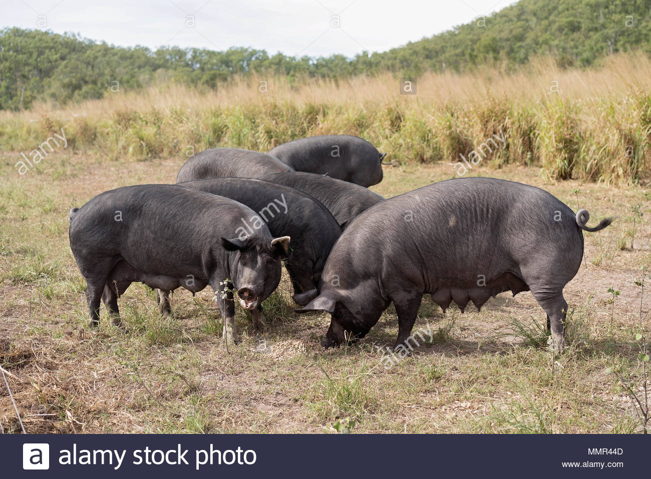 Berkshire Pigs Stock Photos & Berkshire Pigs Stock Images - Alamy