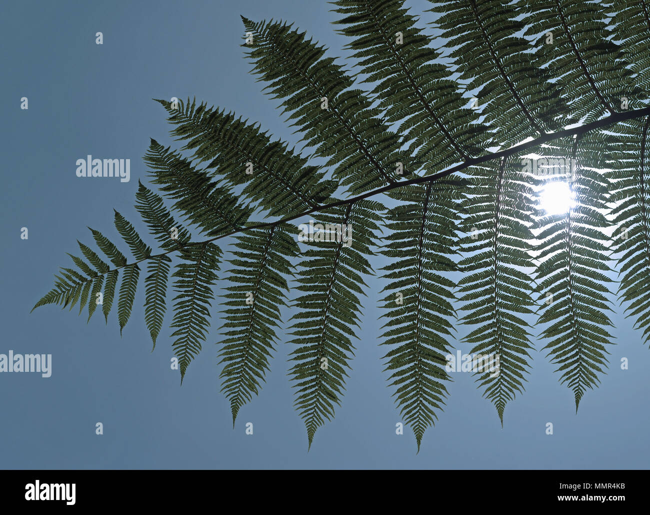 Fern leaf silhouette hi-res stock photography and images - Alamy