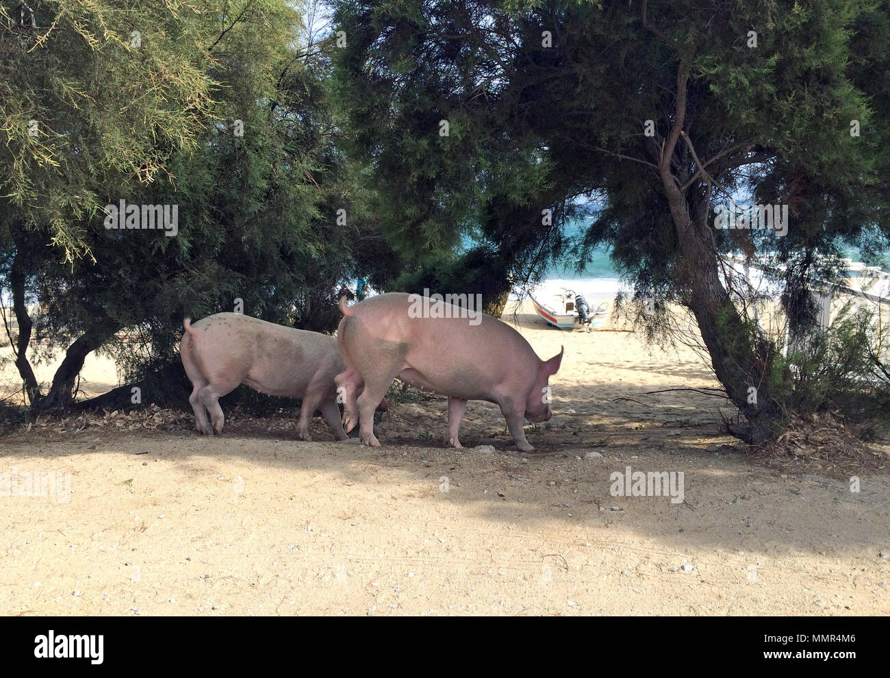 Pigs at the beach in Mykonos, Greece Stock Photo - Alamy