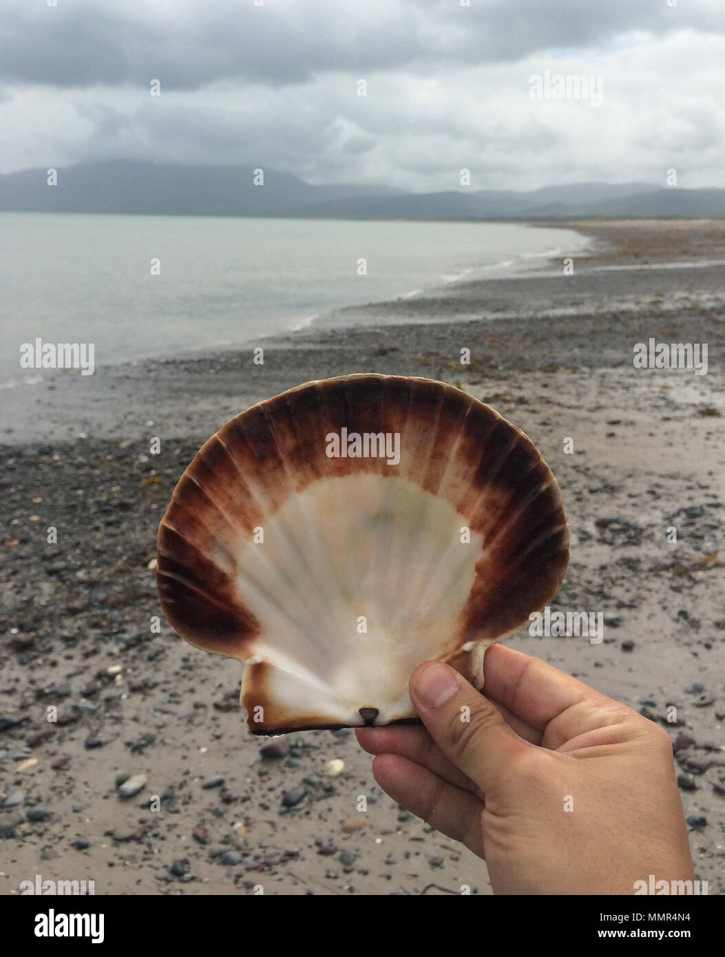 Seashell holding hi-res stock photography and images - Alamy
