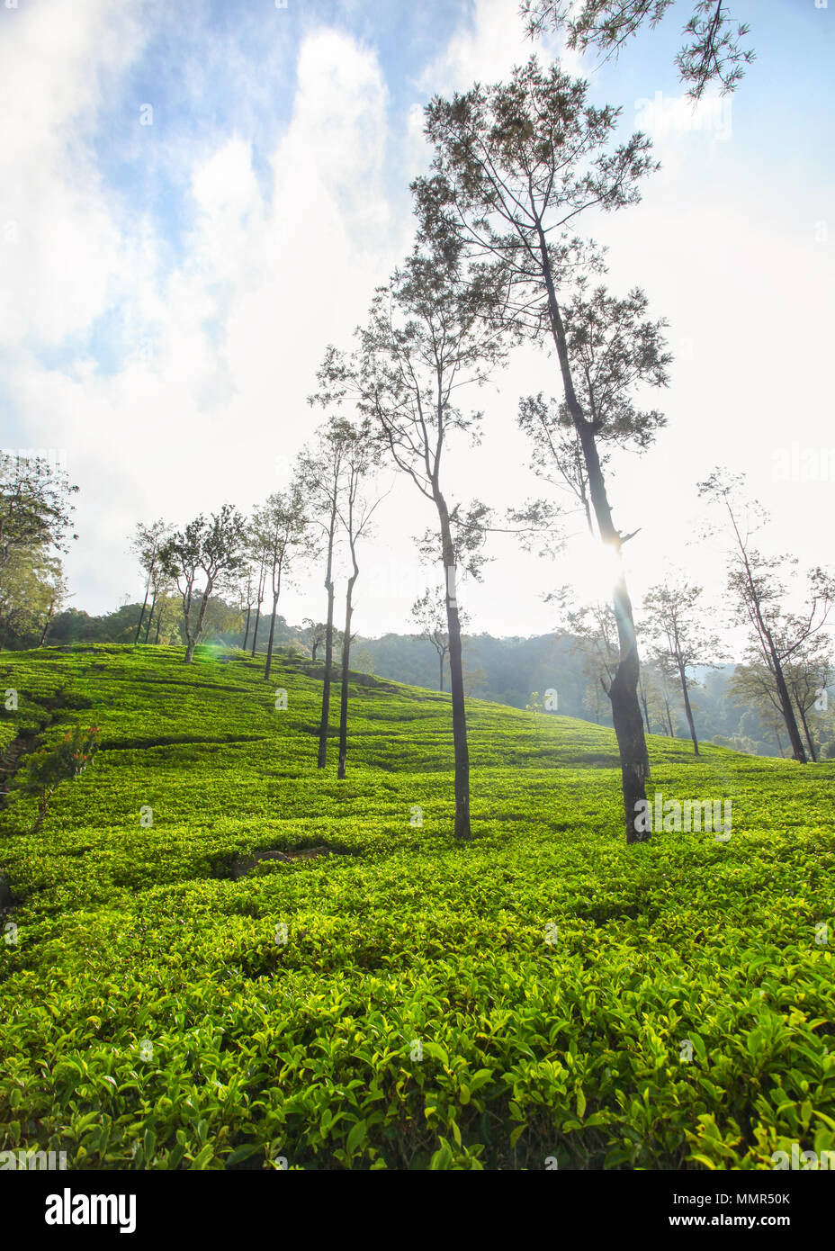 Tea gardens in Sri Lankan highland lit by morning backlight sun. Kandy ...