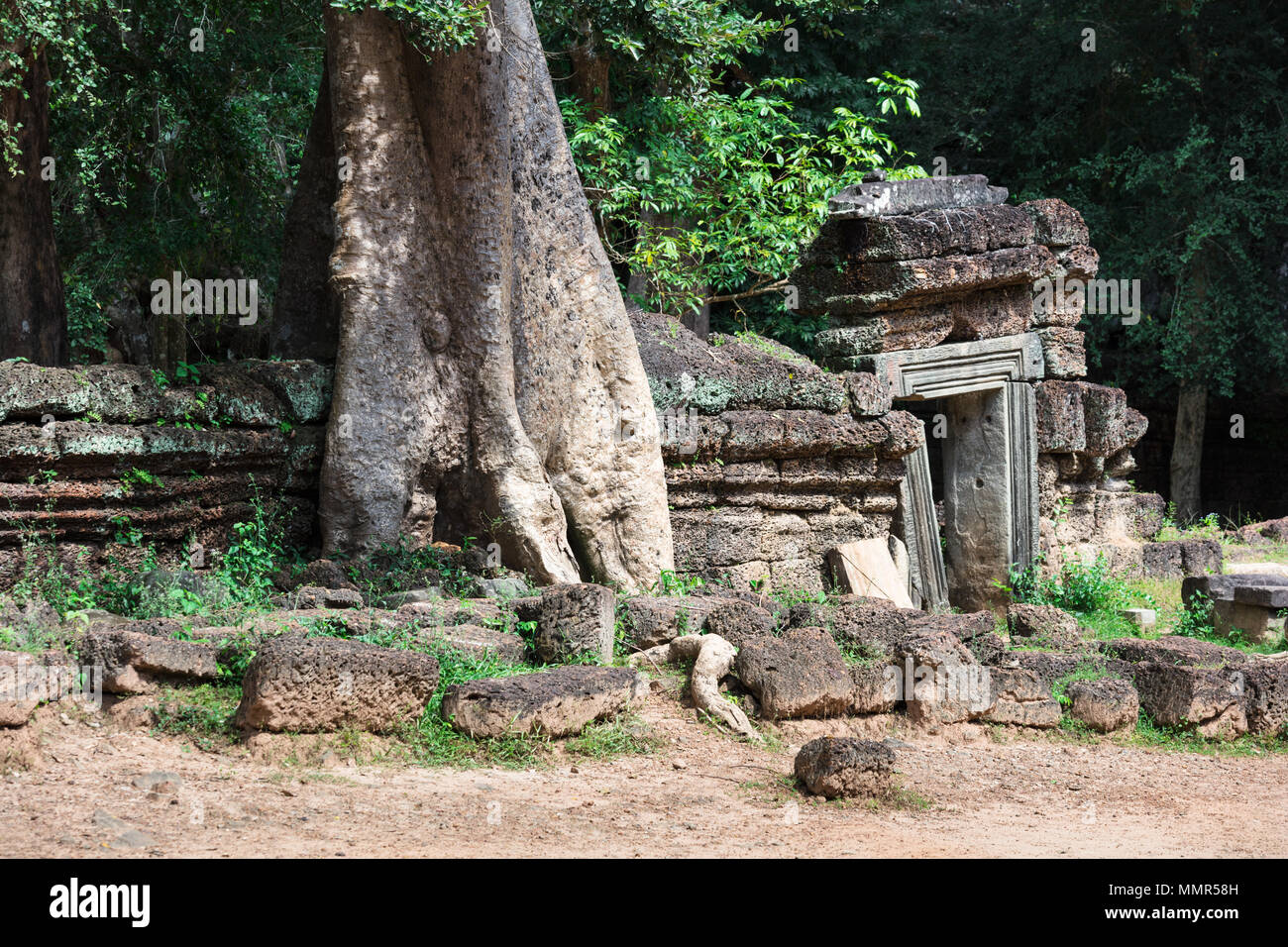 temple ruins of Ta Prohm with giant banyan Stock Photo - Alamy