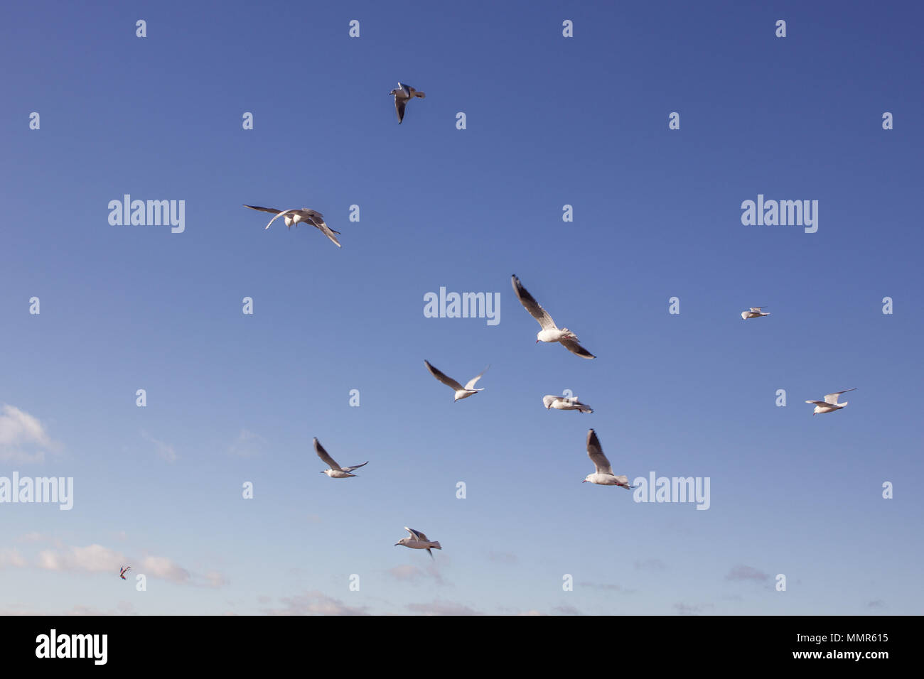 Seagull Flock Flying In Sky Stock Photo - Alamy