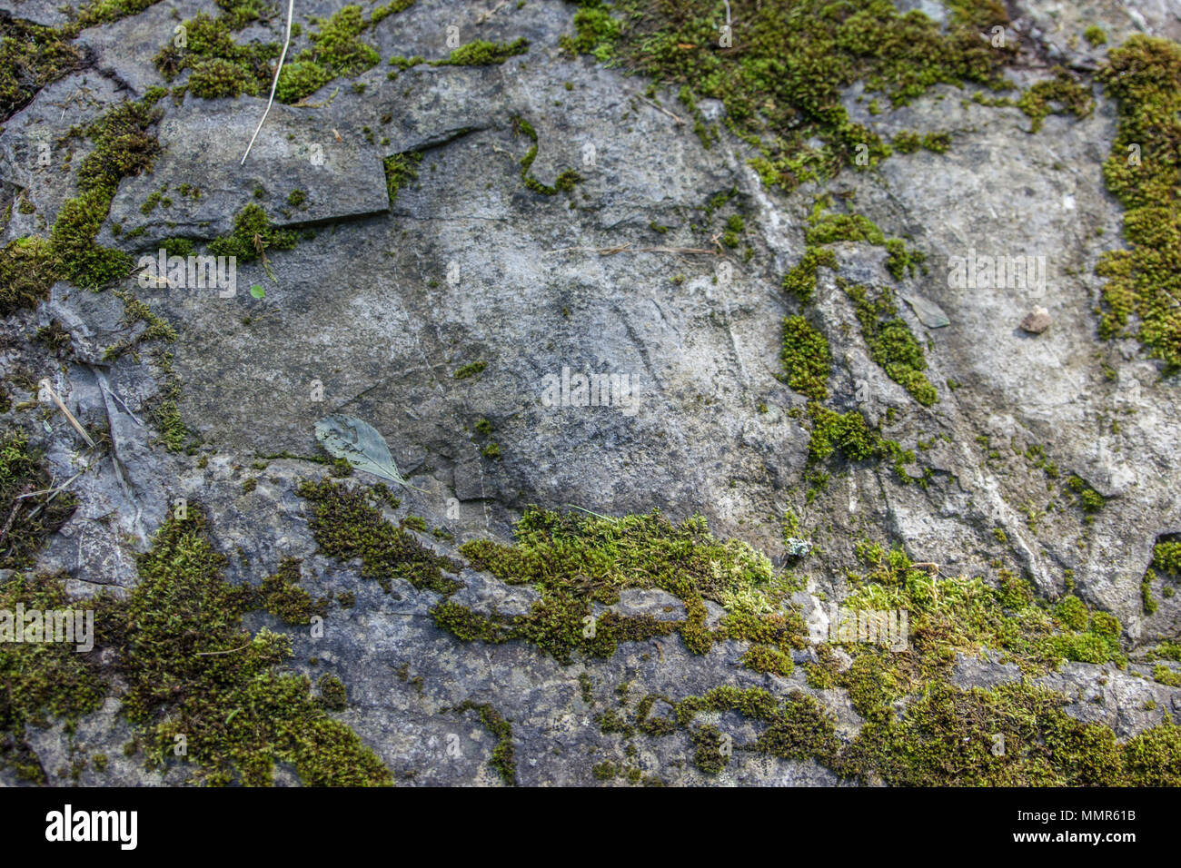 Stone Rock With Moss Texture Stock Photo - Alamy