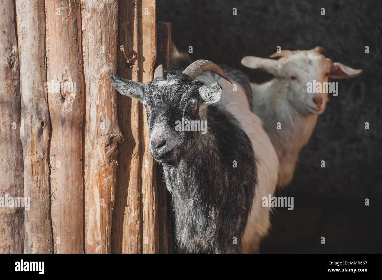goats on the farm on the wooden paddock Stock Photo - Alamy