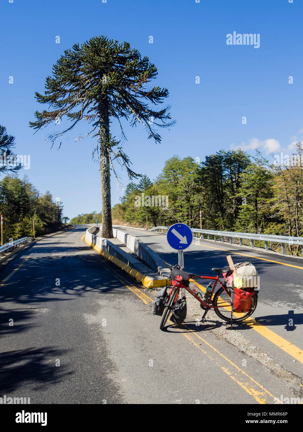 Tree bicycle hi-res stock photography and images - Alamy
