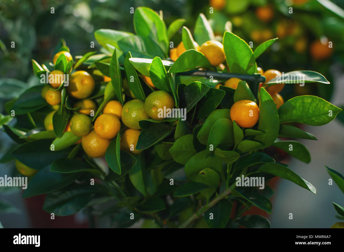 Calamondin is called by many names, including: calamonding, calamondin ...