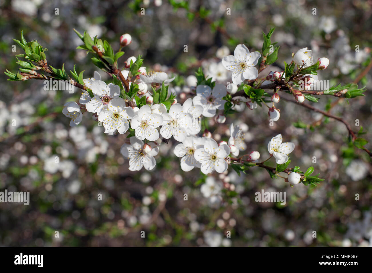 branch of a flowering tree Stock Photo - Alamy