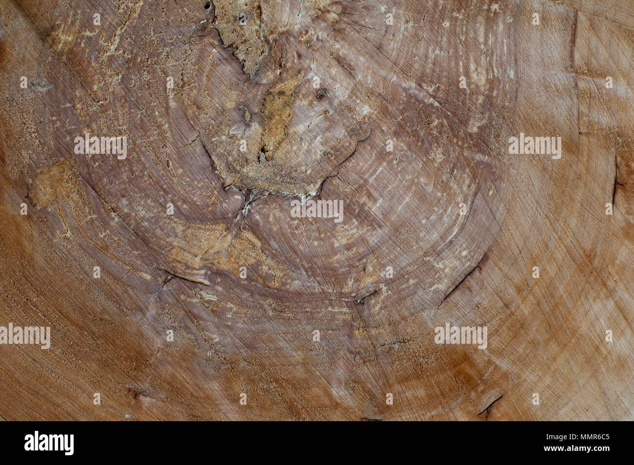 Stump texture hi-res stock photography and images - Alamy