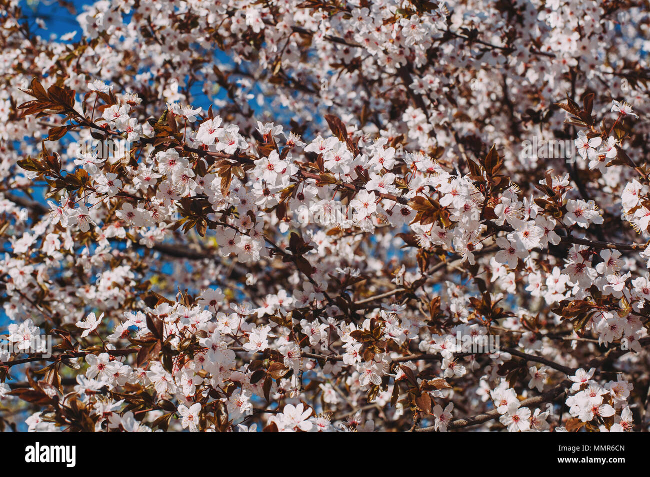 flowering tree branches background Stock Photo - Alamy