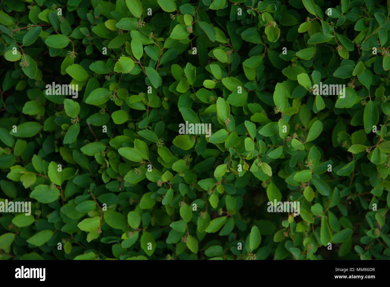 Green bush background Stock Photo - Alamy