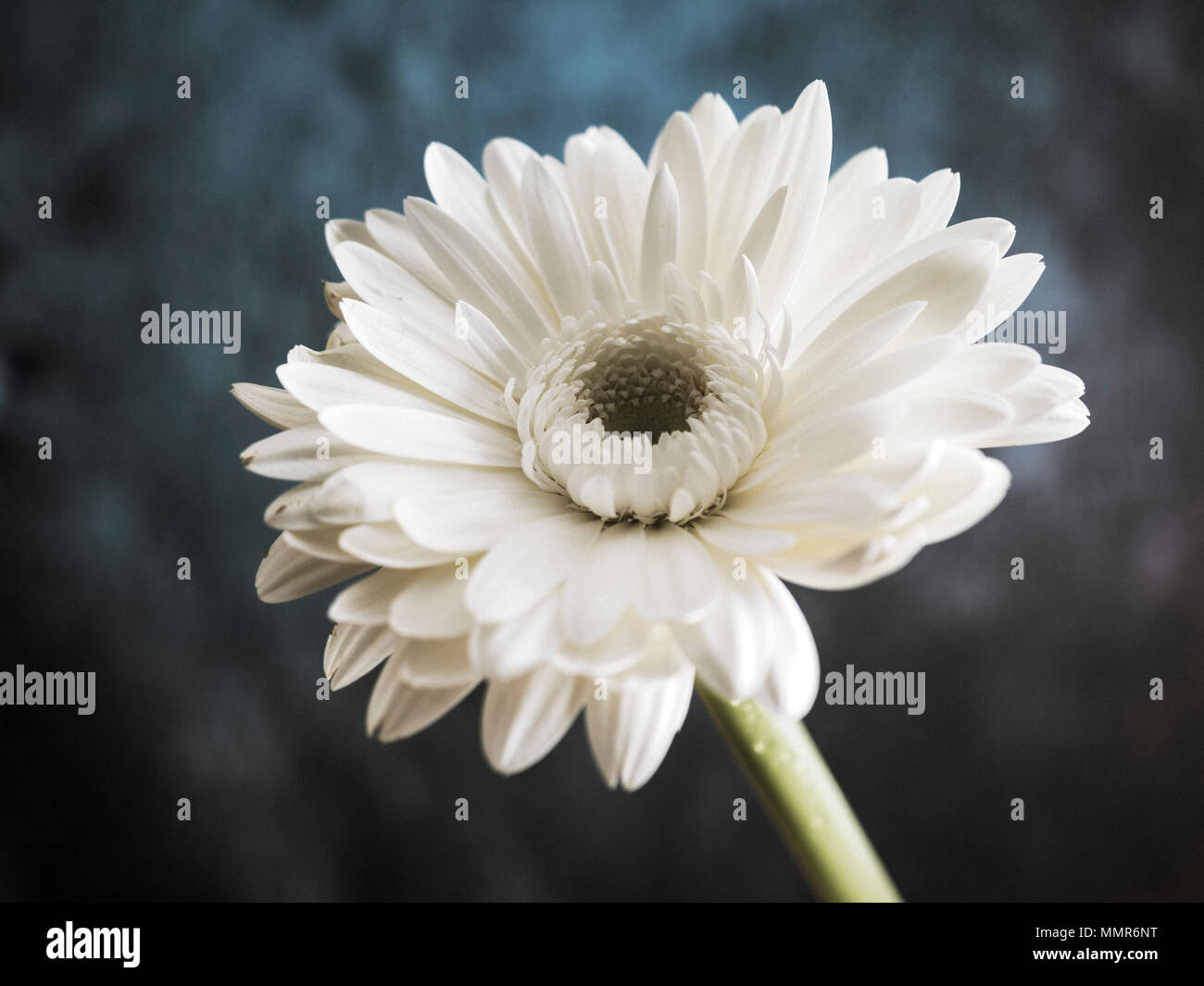 Perinial flower hi-res stock photography and images - Alamy