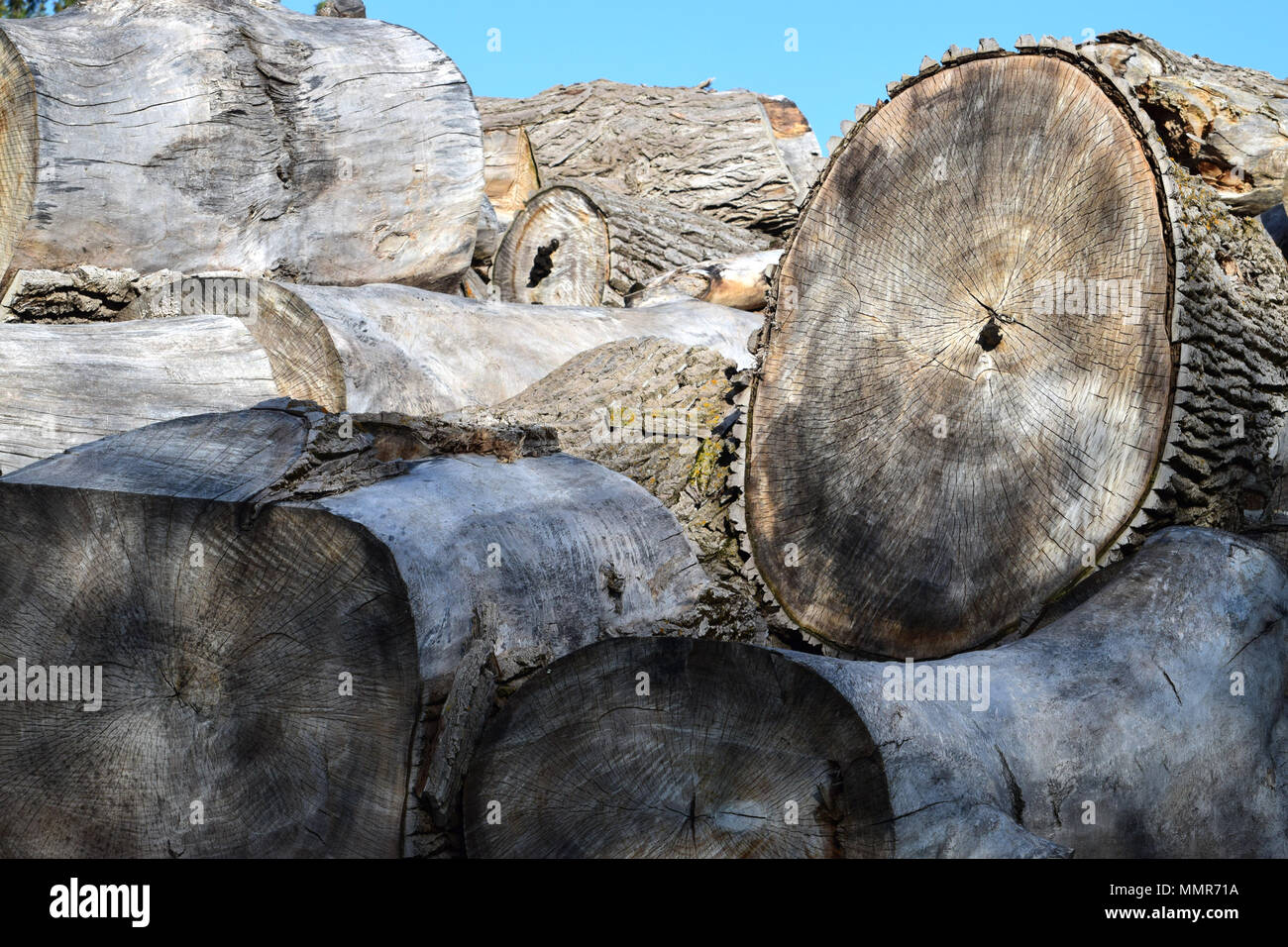 A giant log pile Stock Photo - Alamy