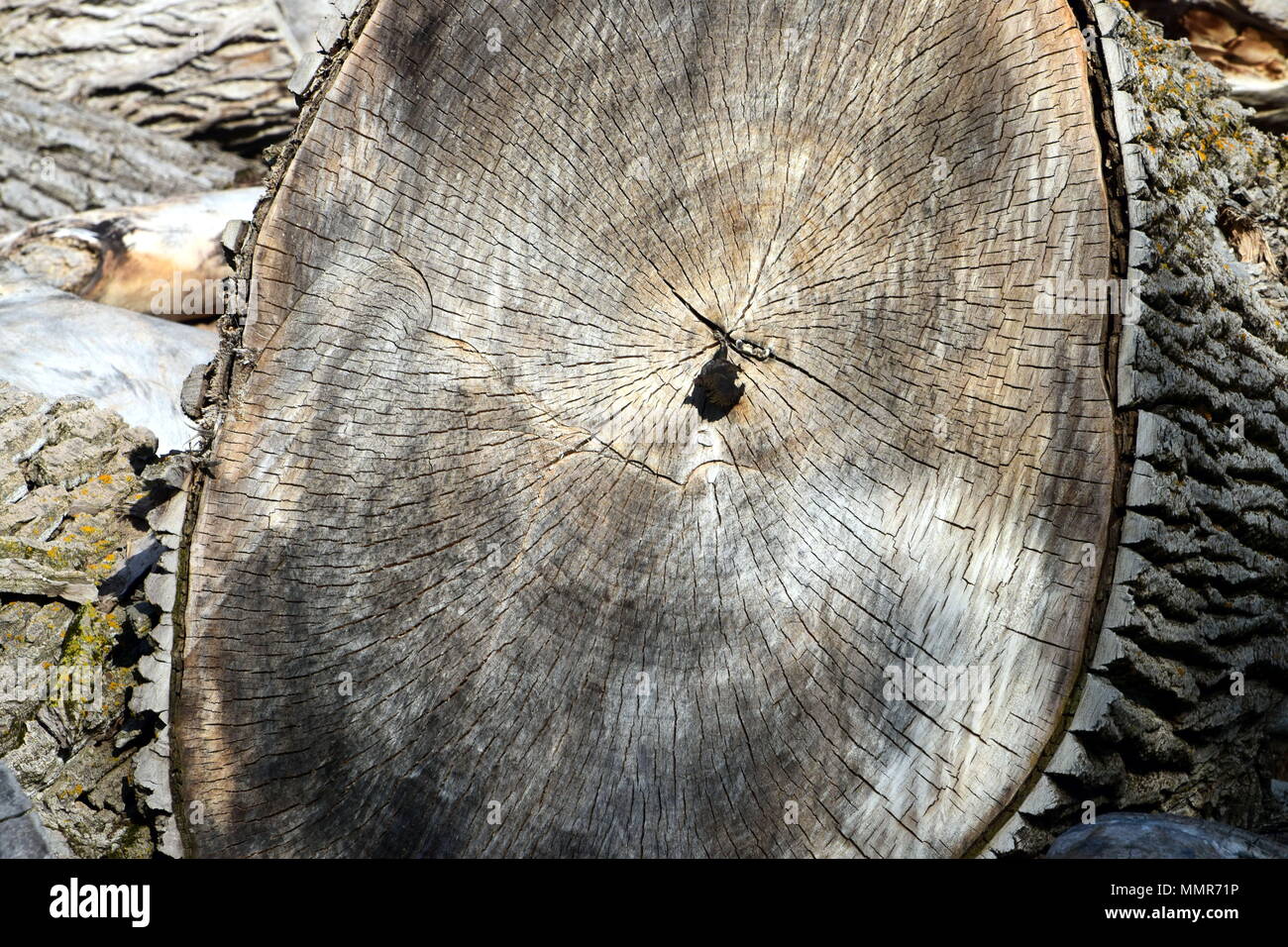 Giant tree log hi-res stock photography and images - Alamy