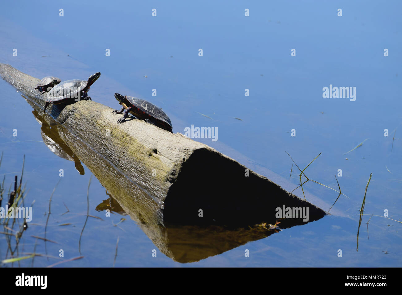 Turtles resting on a log Stock Photo - Alamy