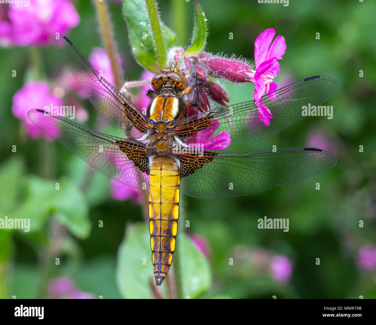 Broad Boded Chaser in a flower garden in Poole dorset Stock Photo - Alamy