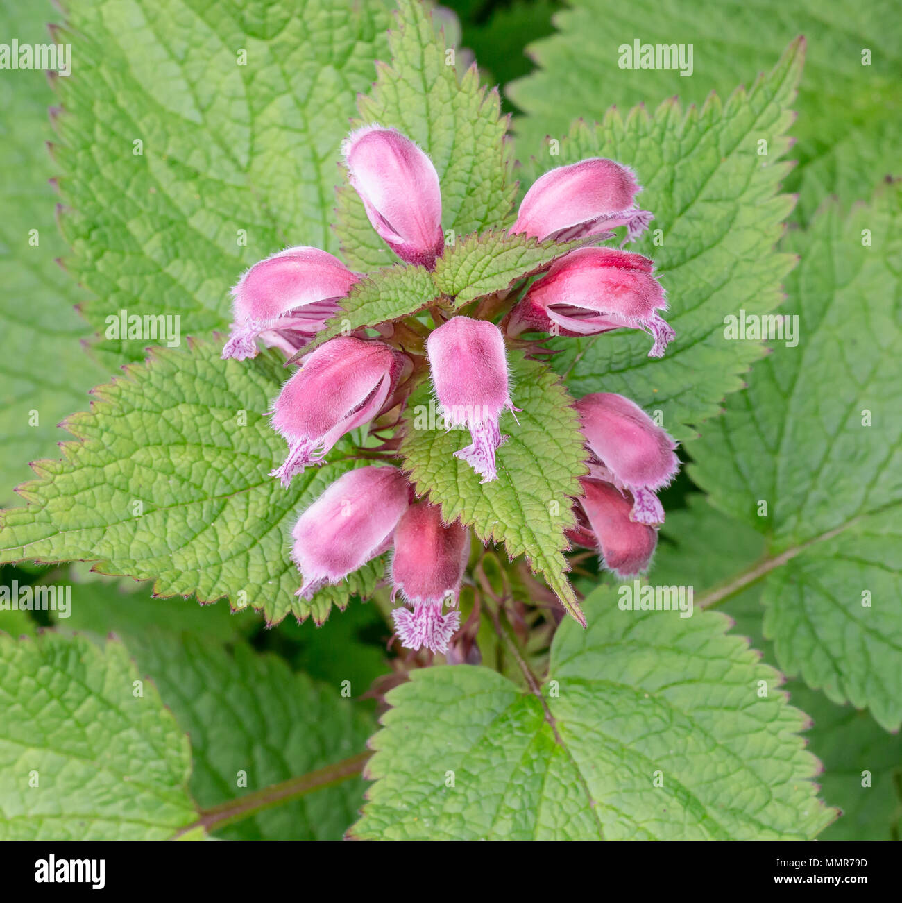 Broad Boded Chaser in a flower garden in Poole dorset Stock Photo - Alamy