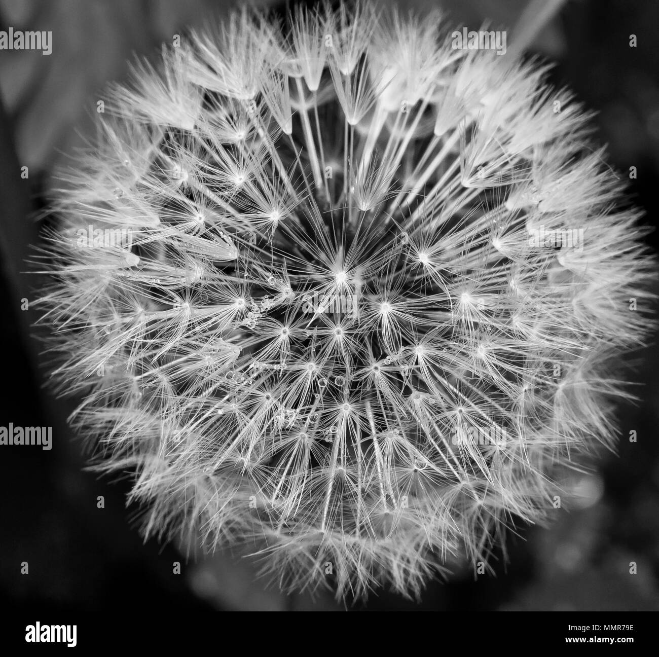 Alchemilla mollis rose hi-res stock photography and images - Alamy