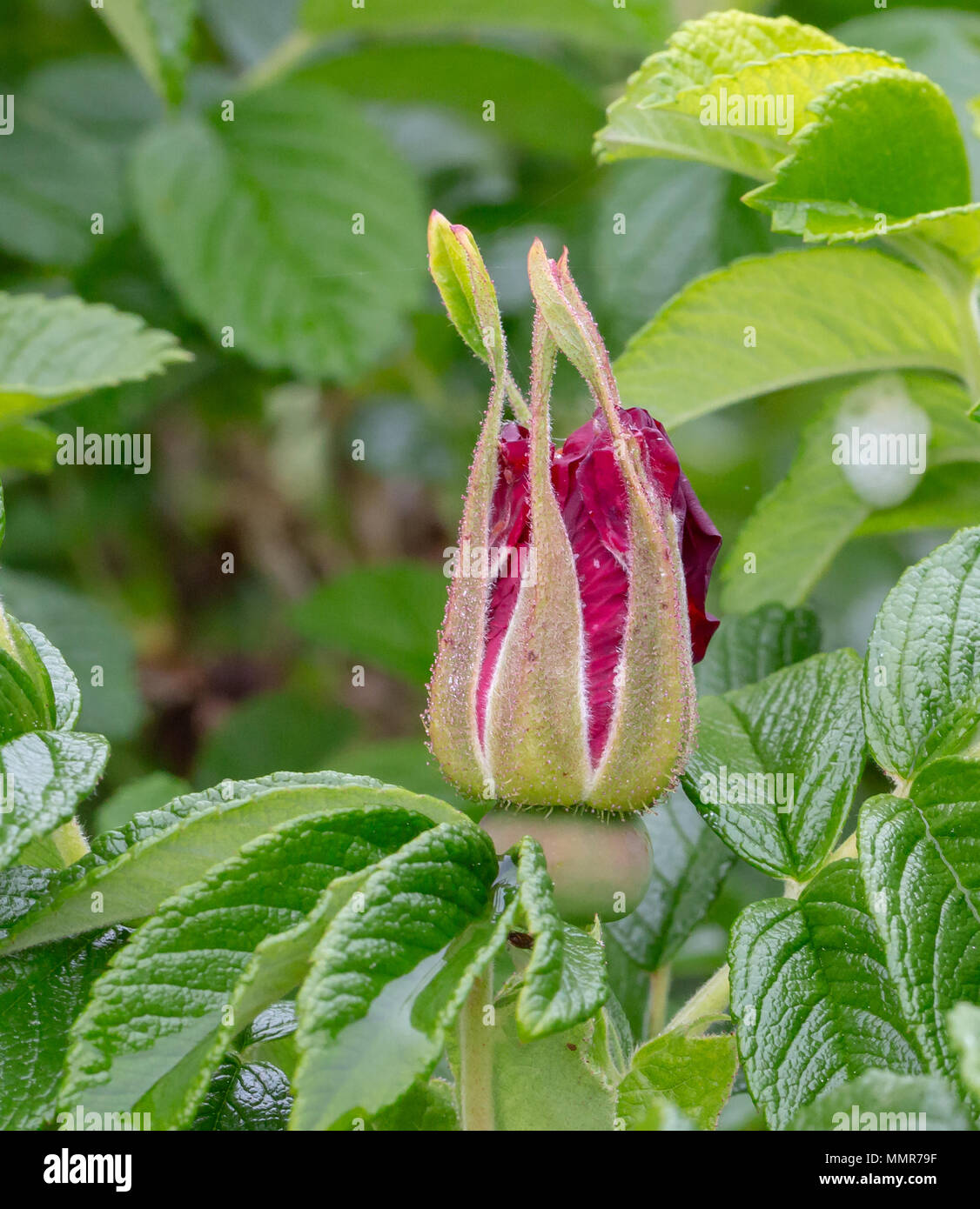 Alchemilla mollis rose hi-res stock photography and images - Alamy