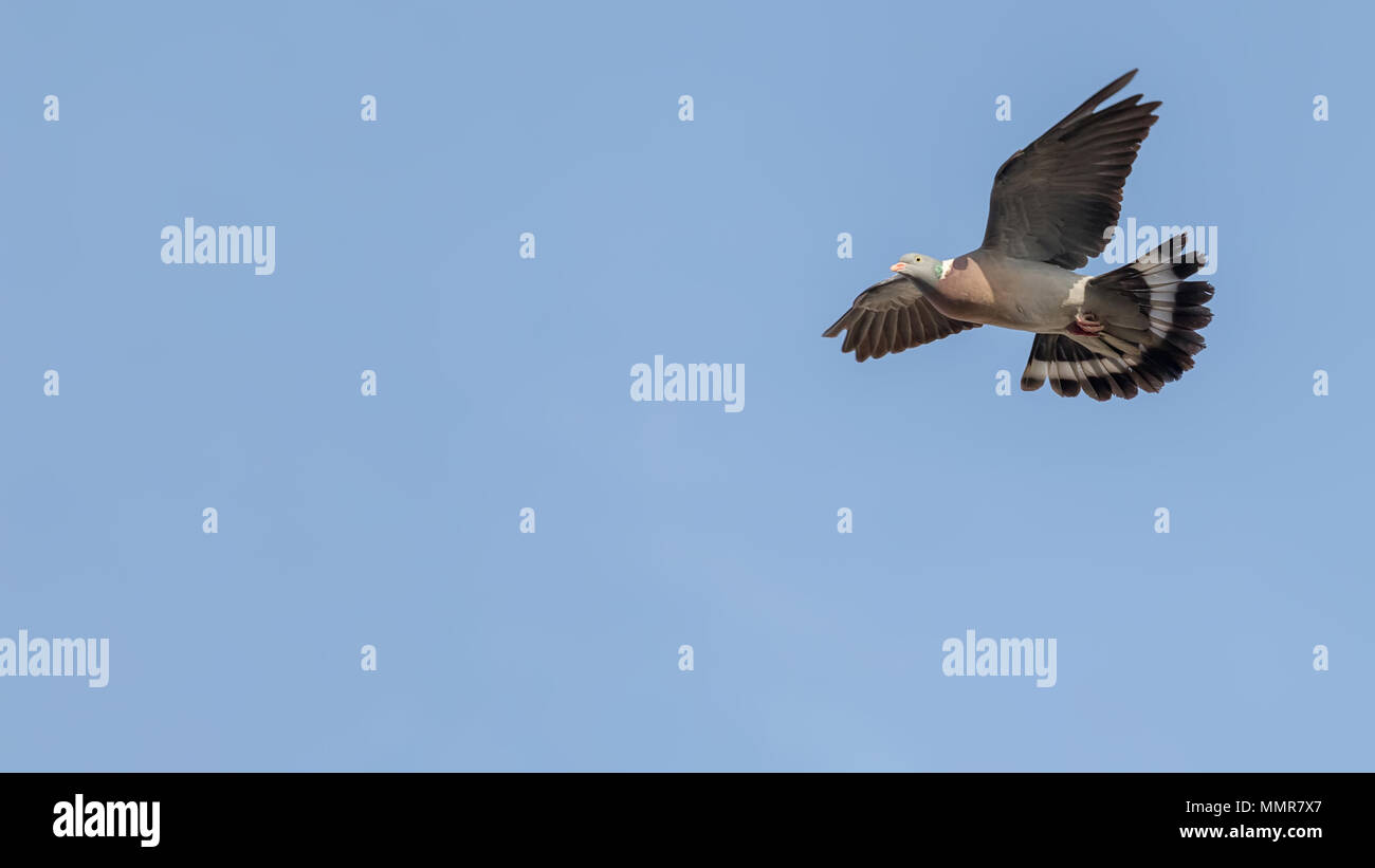 Rock dove flying hi-res stock photography and images - Alamy