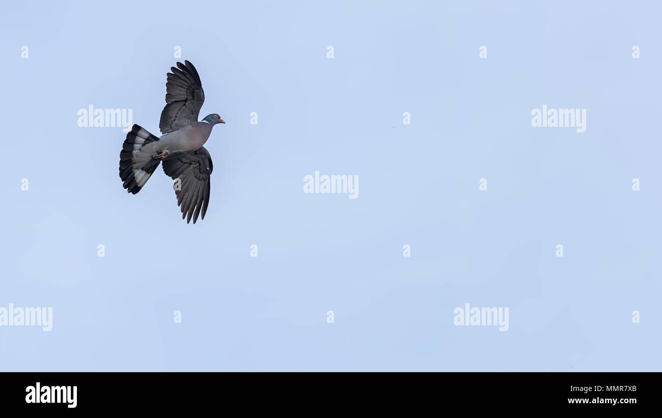 Rock pigeon or rock dove flying Stock Photo - Alamy