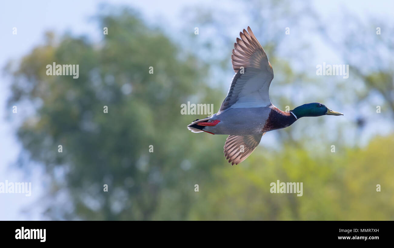 Wild duck flies. Mallard drake Flying Stock Photo - Alamy