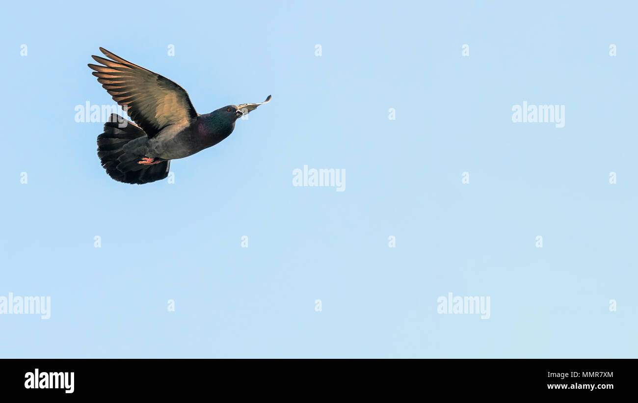 Rock dove flying hi-res stock photography and images - Alamy