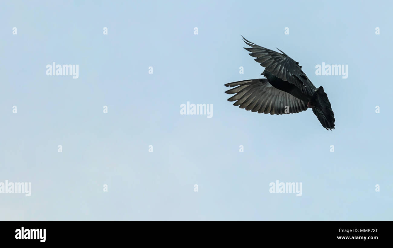 Rock pigeon or rock dove flying Stock Photo - Alamy