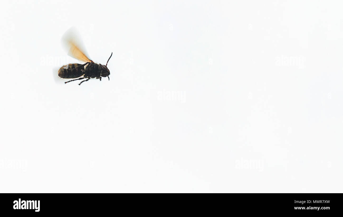 European Hornet Flying Vespa crabro Stock Photo - Alamy