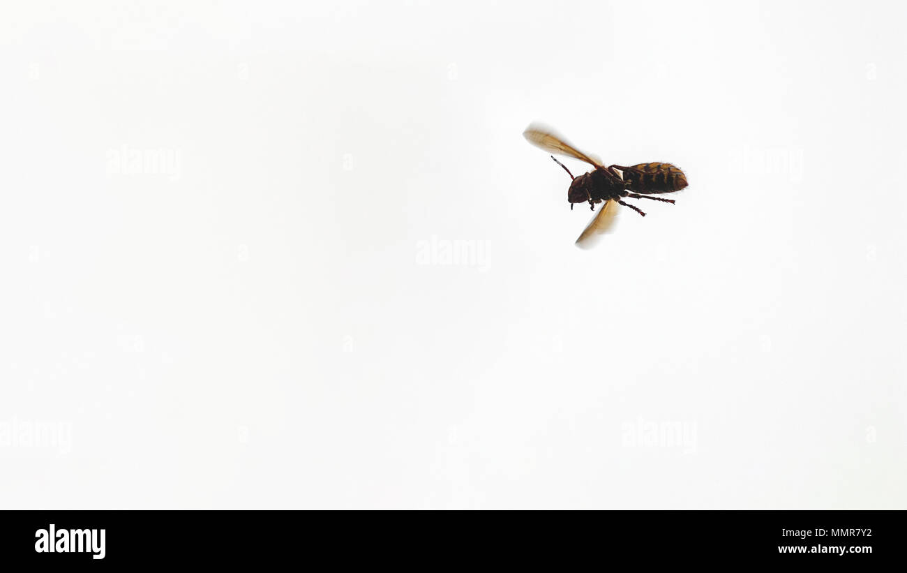 European Hornet Flying Vespa crabro Stock Photo - Alamy